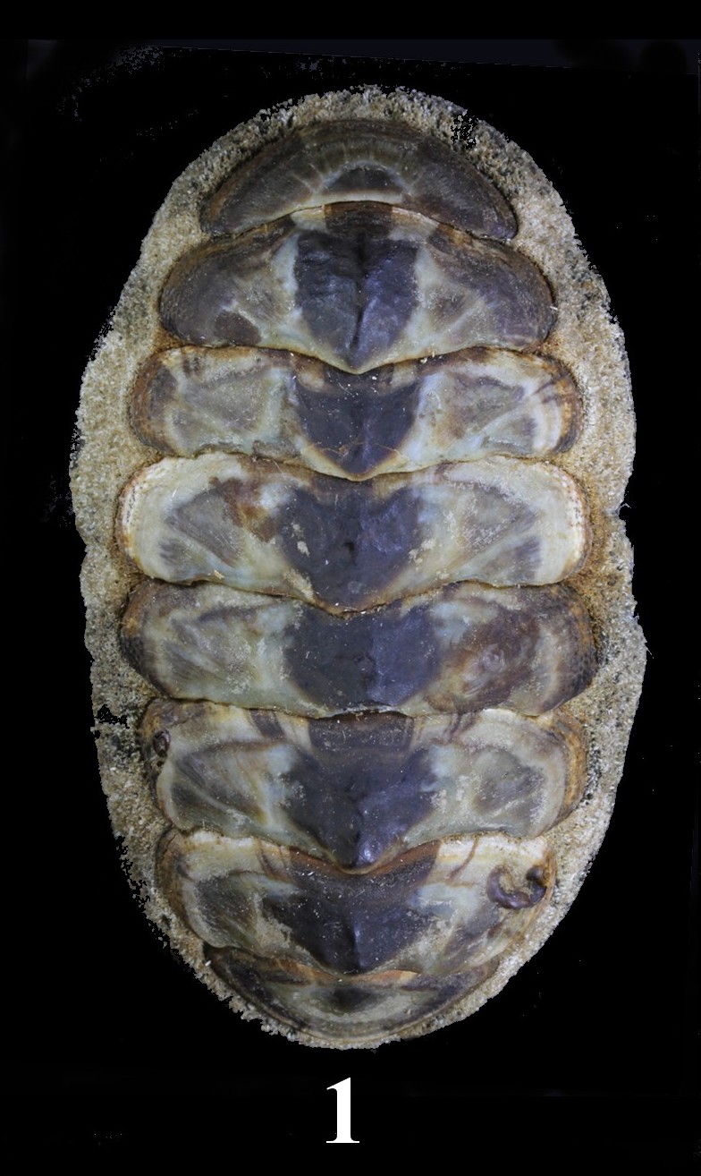 La plupart des vacanciers ou des collectionneurs connaissent les grands ...