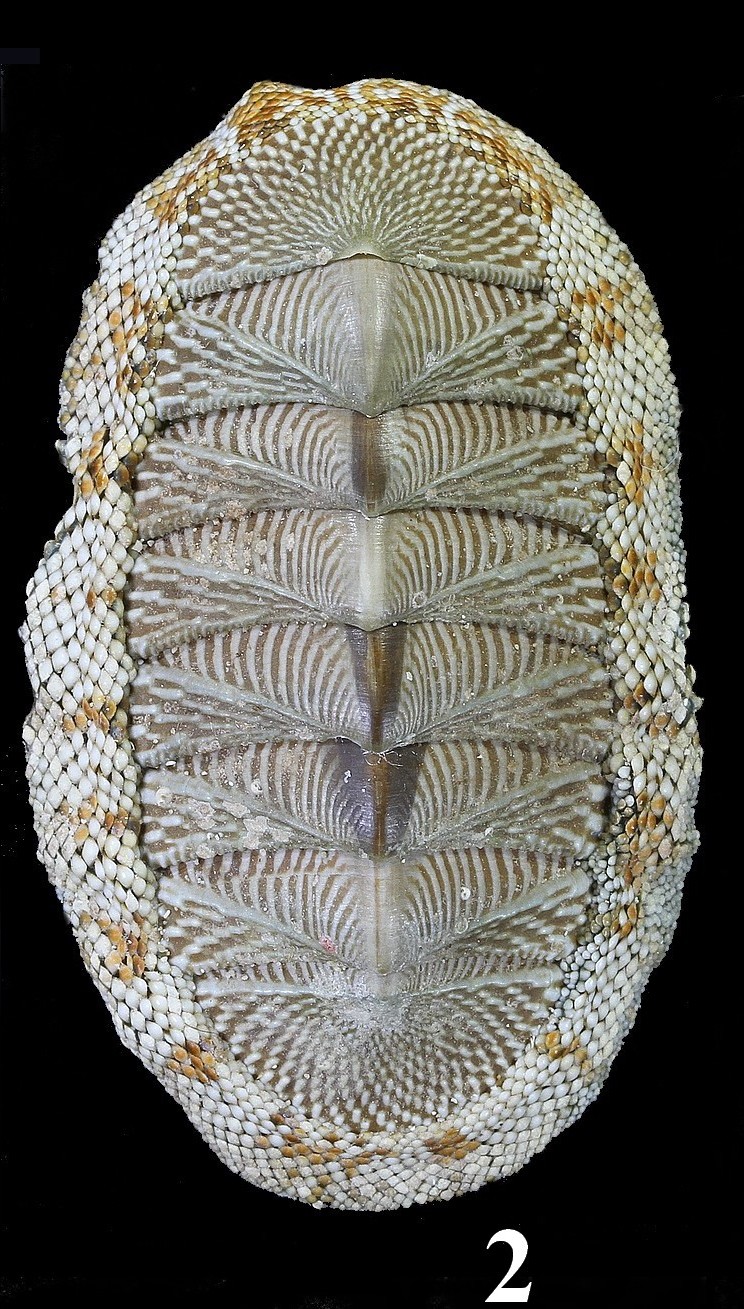 Chiton tuberculatus (Linné, 1758)