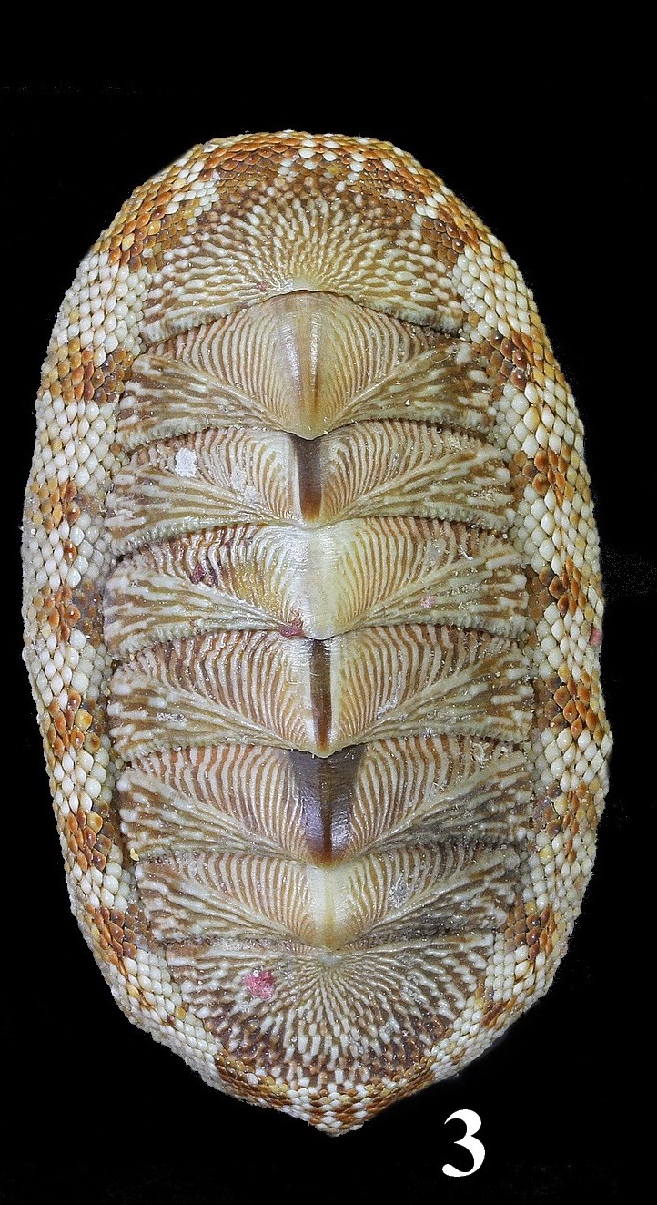 Chiton tuberculatus (Linné, 1758)