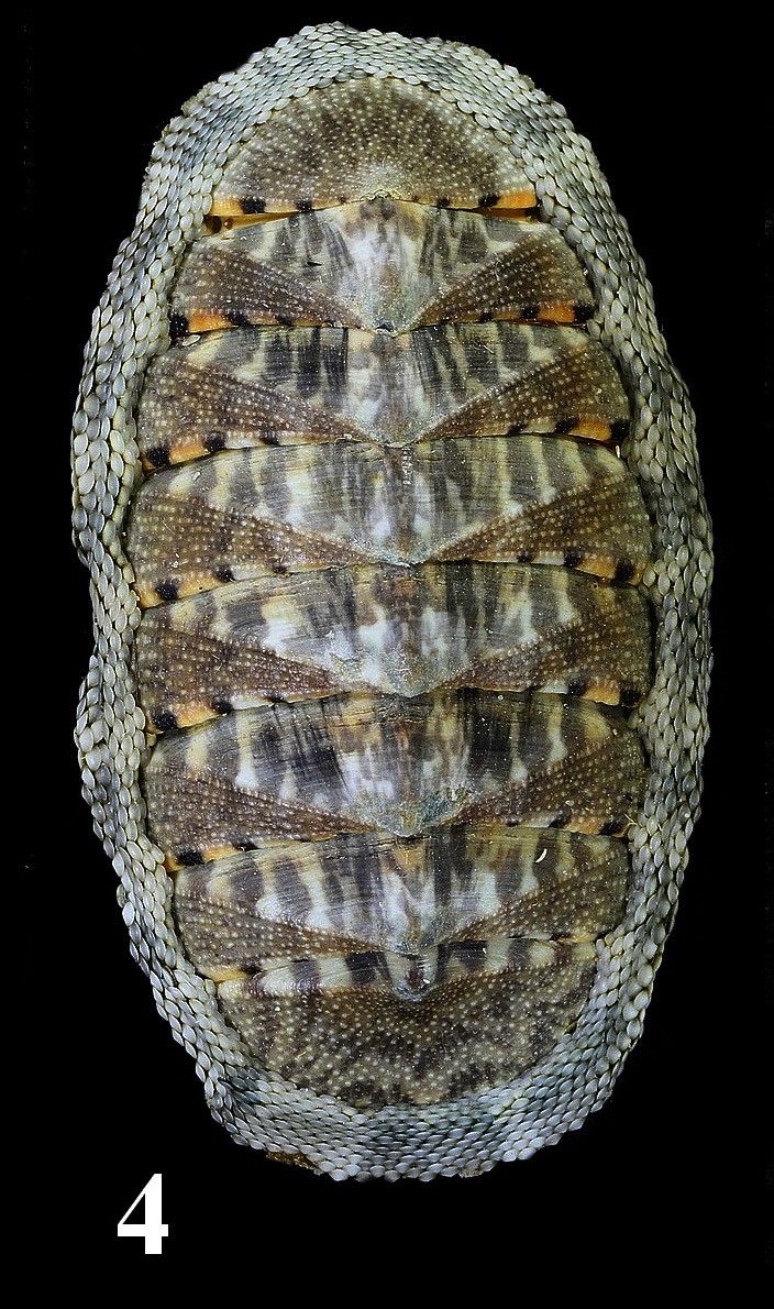 retour début de l'article