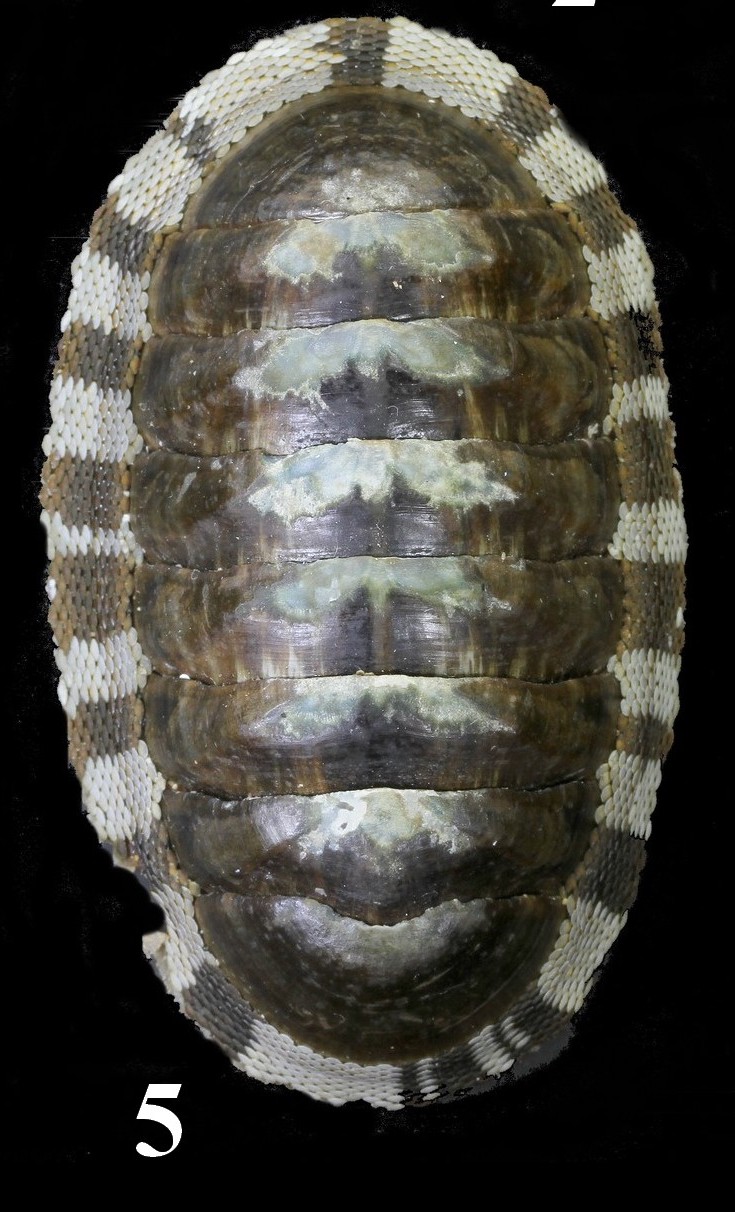 Chiton squamosus (Linné, 1758) : de couleur verdâtre.