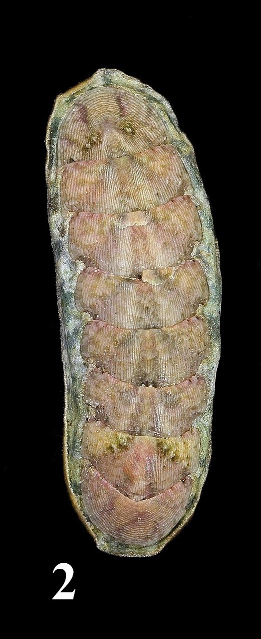 Tous les chitons trouvés, identifiés ou non, je les montre à Bruno pour ...