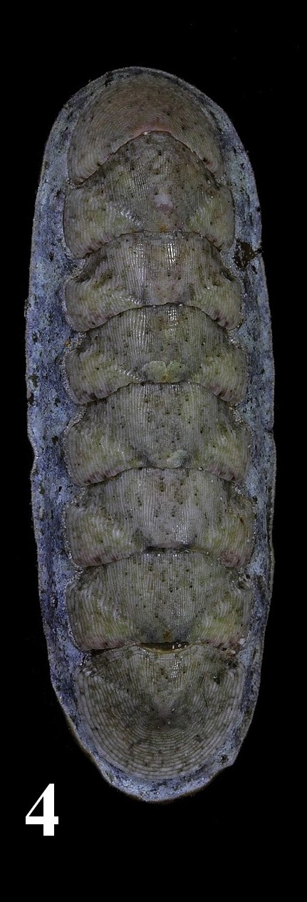 Taille : Env. : 30 mm