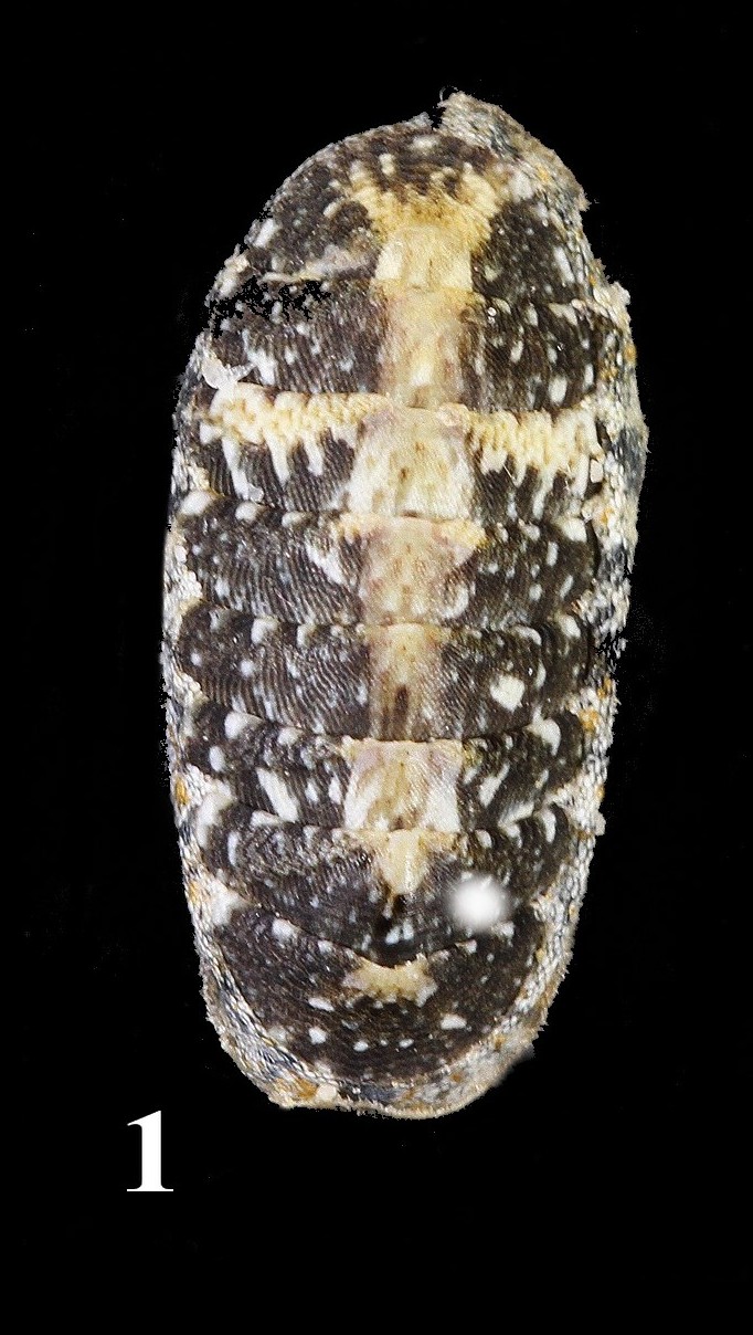 Espèce très variable en couleurs et graphismes. Taille des chitons ...