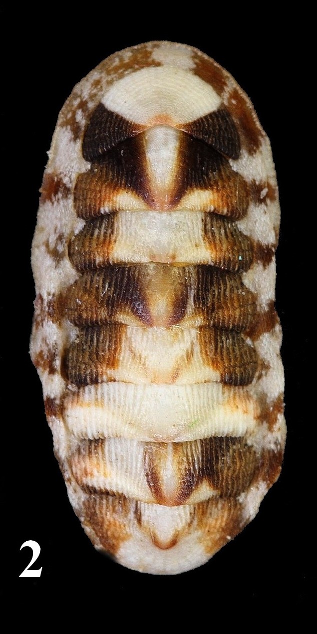 Espèce très variable en couleurs et graphismes. Taille des chitons ...