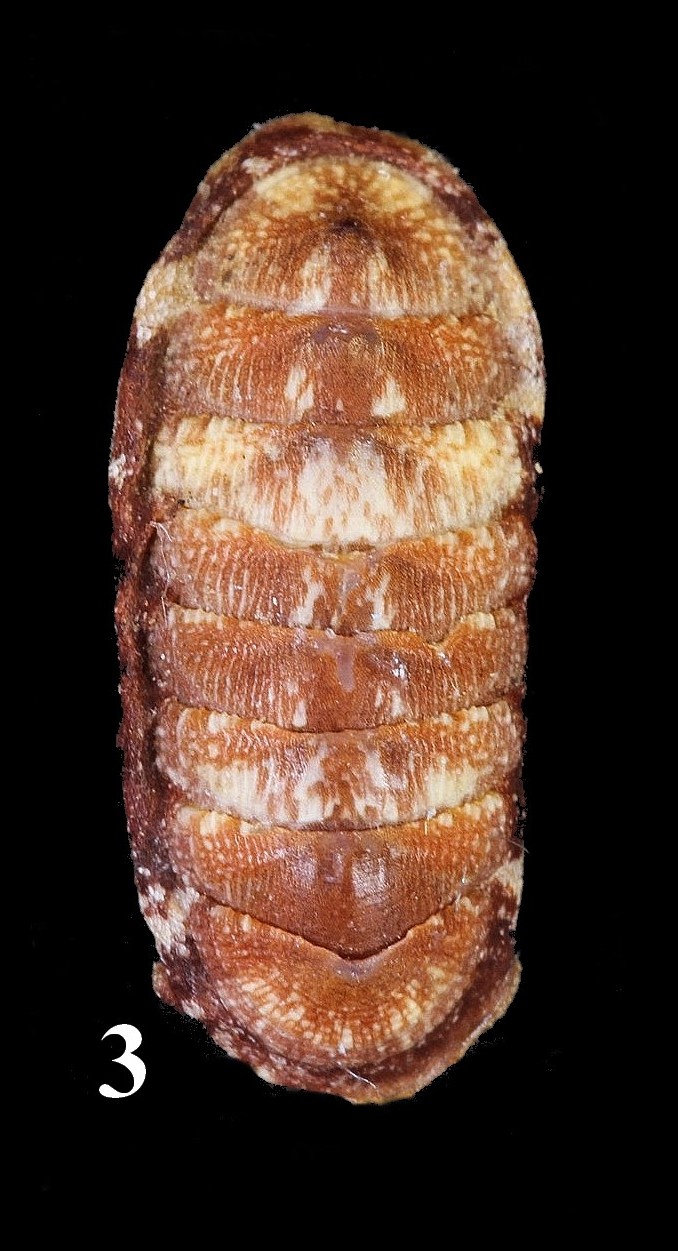 Espèce très variable en couleurs et graphismes. Taille des chitons ...