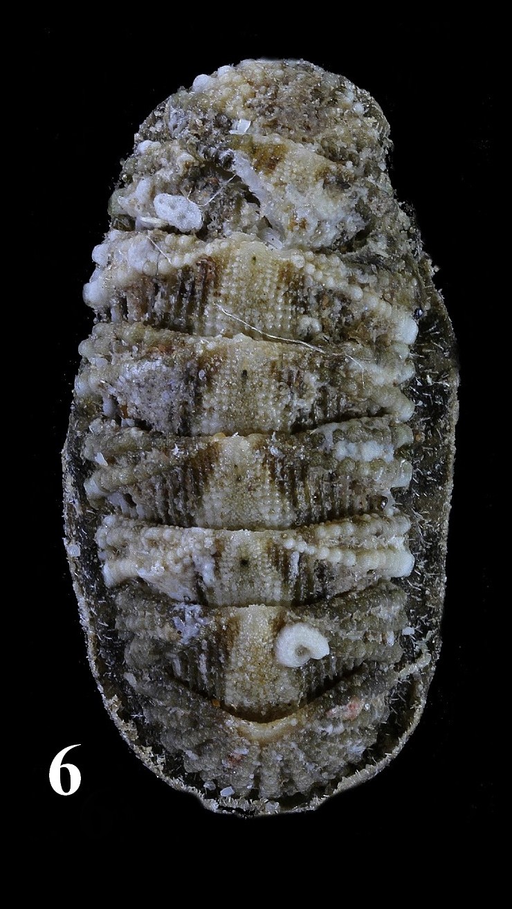 Espèce très variable en couleurs et graphismes. Taille des chitons ...