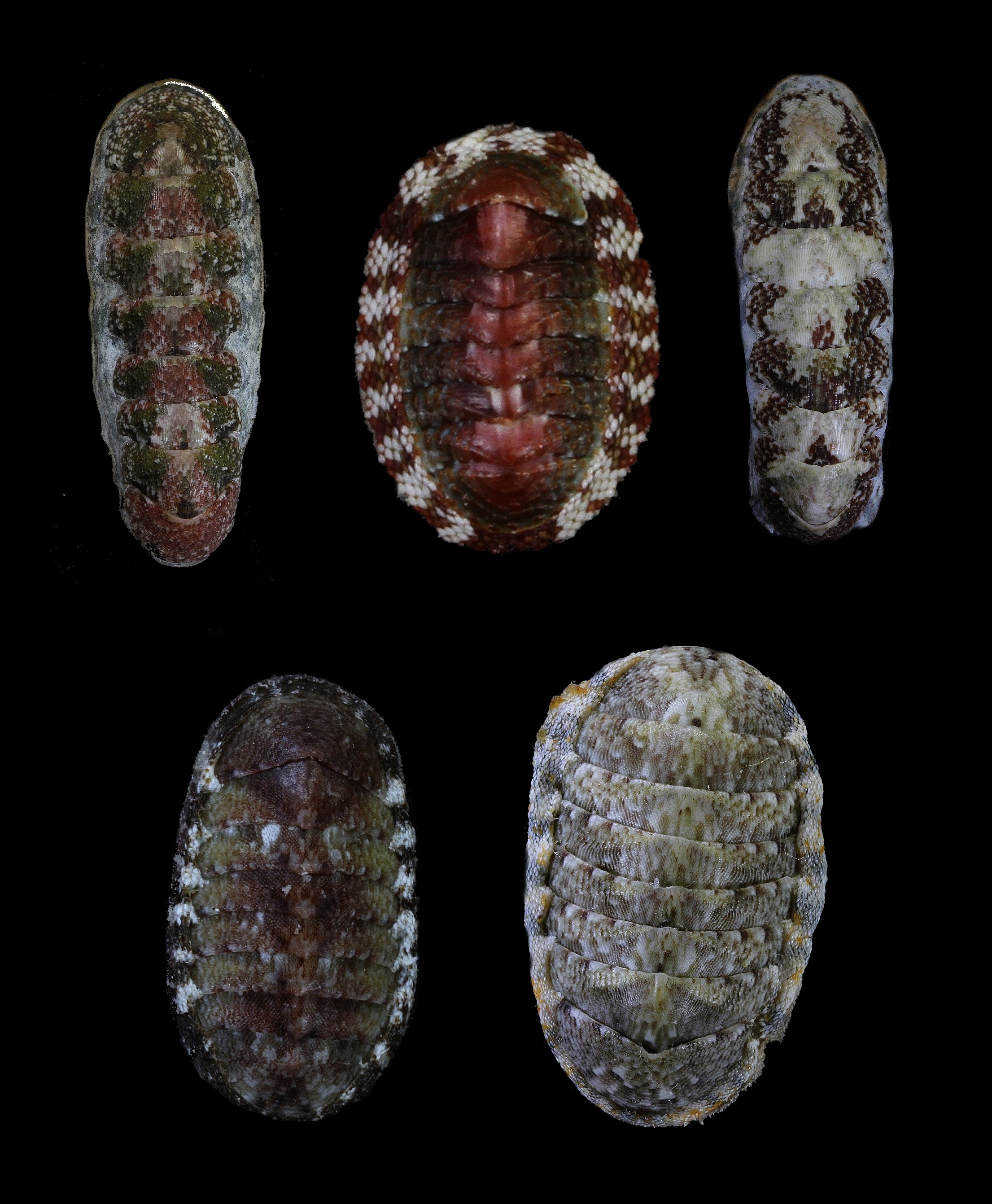 Chitons à identifier